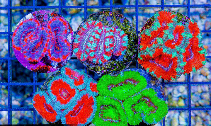 Corals – FRAG FARM