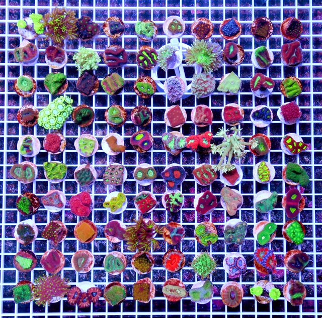 Assorted Beginner Coral Frag Pack 6 Pack – FRAG FARM