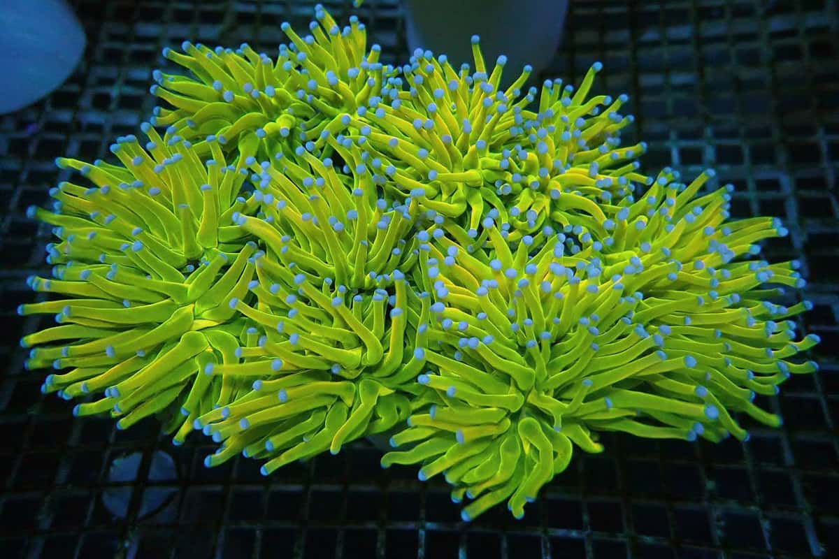 Holy Grail Torch – FRAG FARM