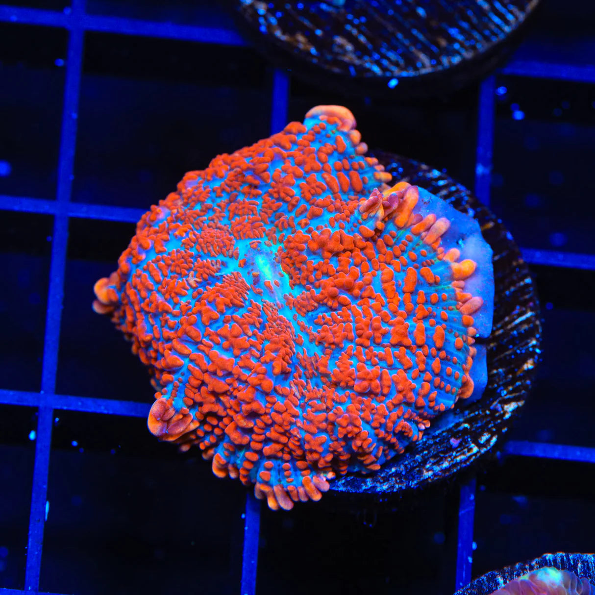 Superman Rhodactis Mushroom – FRAG FARM