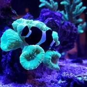 Teal Candy Cane Corals – FRAG FARM